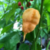 An in Depth Look at California Reaper vs Ghost Pepper