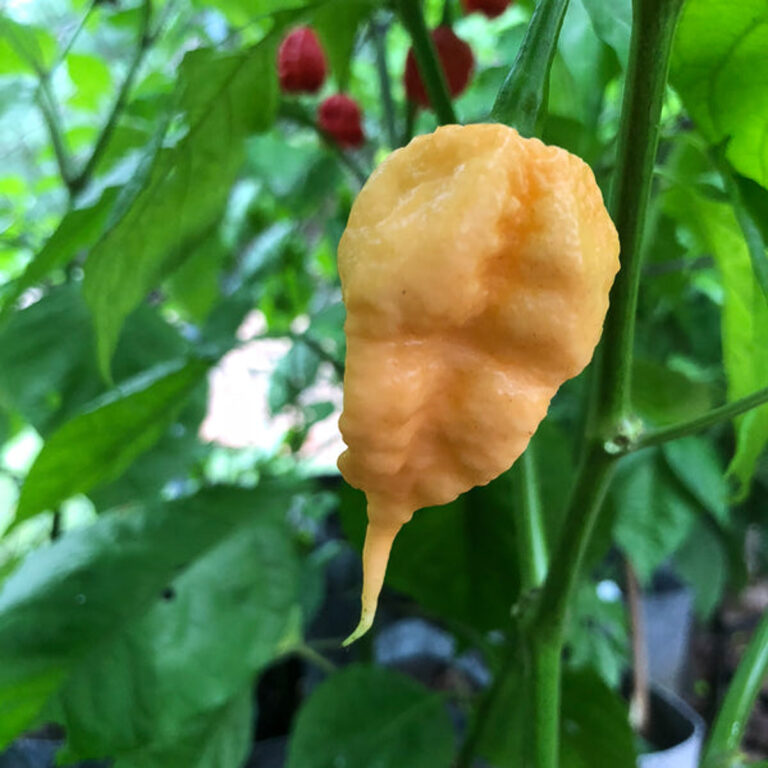 An in Depth Look at California Reaper vs Ghost Pepper