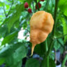 An in Depth Look at California Reaper vs Ghost Pepper