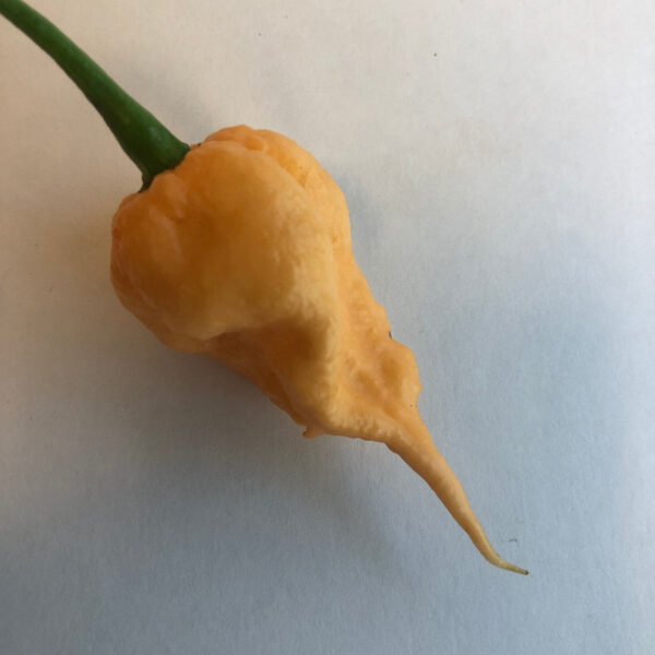An in Depth Look at California Reaper vs Ghost Pepper